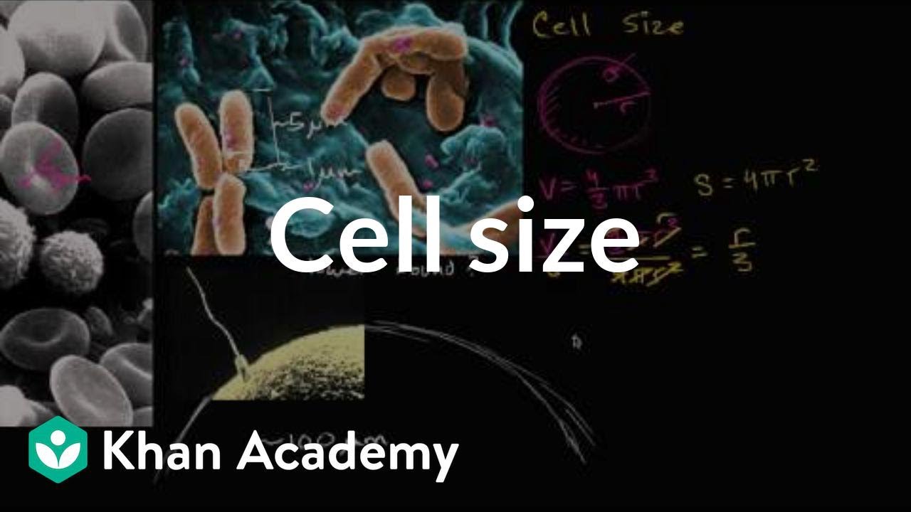 Understanding Cell Size: Limits and Implications | Galaxy.ai
