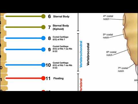 Detailed Anatomy of the Rib Cage | Specific Articulations