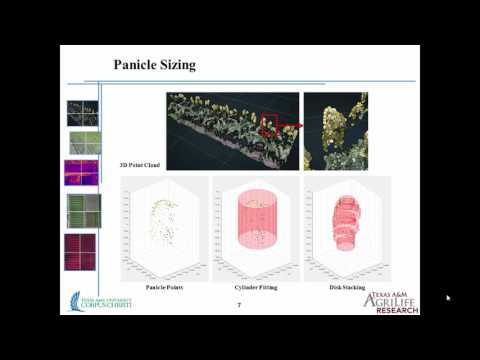 Sorghum panicle counting and sizing using UAS data