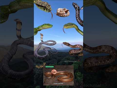 🐍தமிழ்நாட்டில் உள்ள நஞ்சுள்ள பாம்புகள்💚Venomous Snakes in Tamilnadu #tamil #tamilnadu #nature #snake