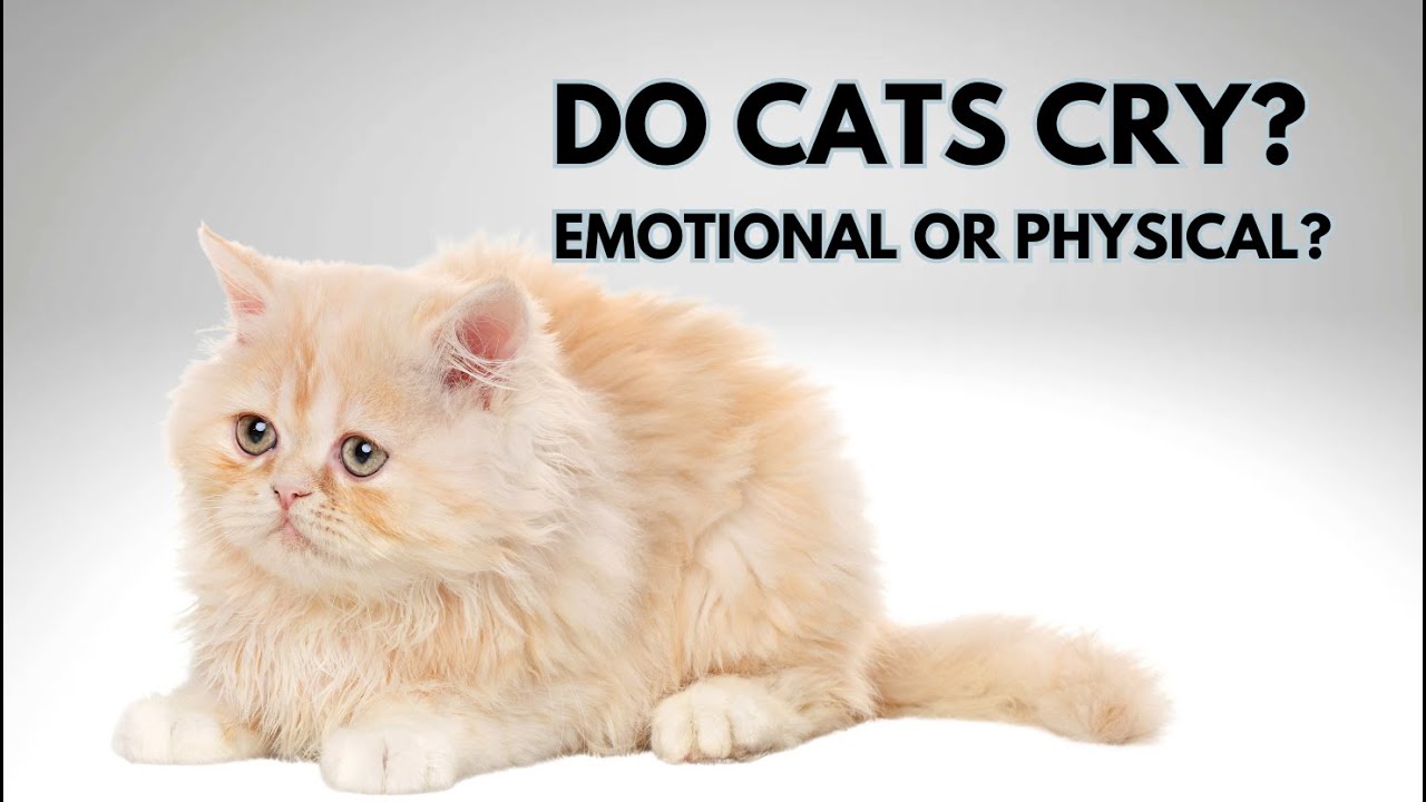 Do Cats Cry? | Understanding Feline Emotions and Tears