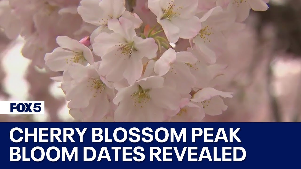 Cherry blossom peak bloom dates revealed | FOX 5 DC