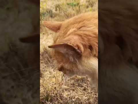 Our Airbnb Cat Host In Cambria California