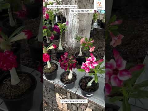 Rare Imported Adenium Plant Online Sale π± #adenium #plants #flowers #garden