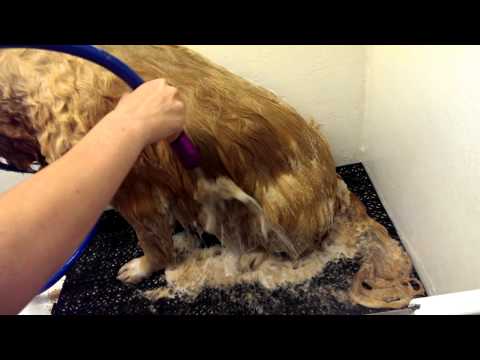 Deshedding Morgan wth Sav ur Fur bathing system at ItzaClip