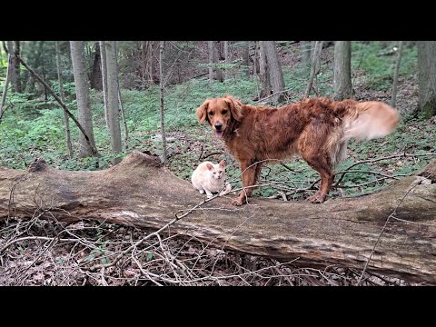 My *lackluster* Facebook Post Results // Dog Walker Rambles