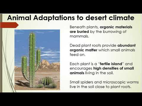Leaving Cert Geography: The hot desert biome