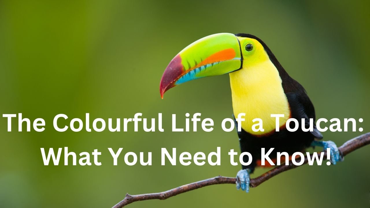The Colourful Life of a Toucan: What You Need to Know!