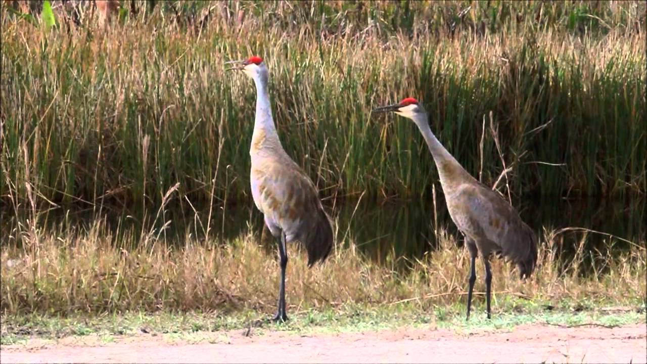 Chant spectaculaire de Grues du Canada en Floride