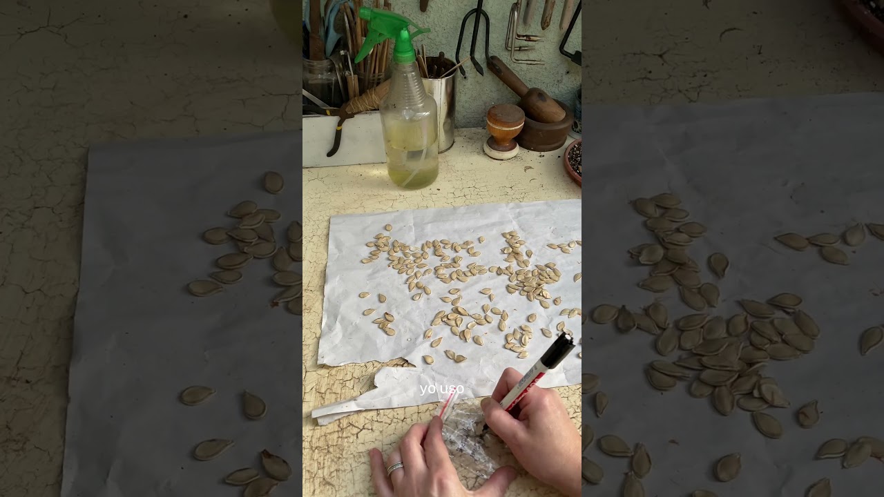The best way to preserve your pumpkin seeds for next year! #homegarden