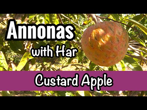 Annonas with Har | Custard Apple (Annona reticulata)