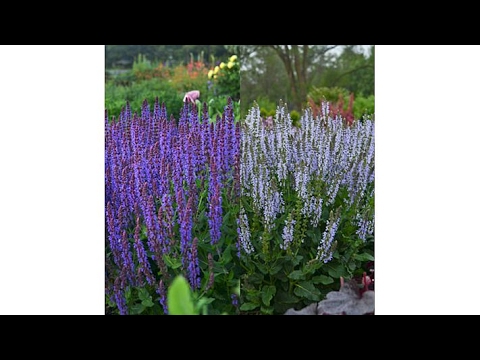 Meadow Valley Proven Winners "Color Spires" Salvia Duo