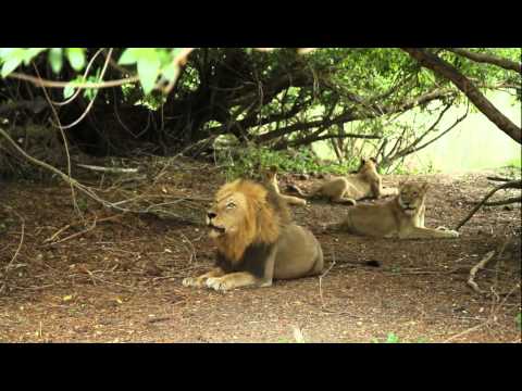 Days of our lions: Mapogo roars the entire bush-veld shivers with fear ...