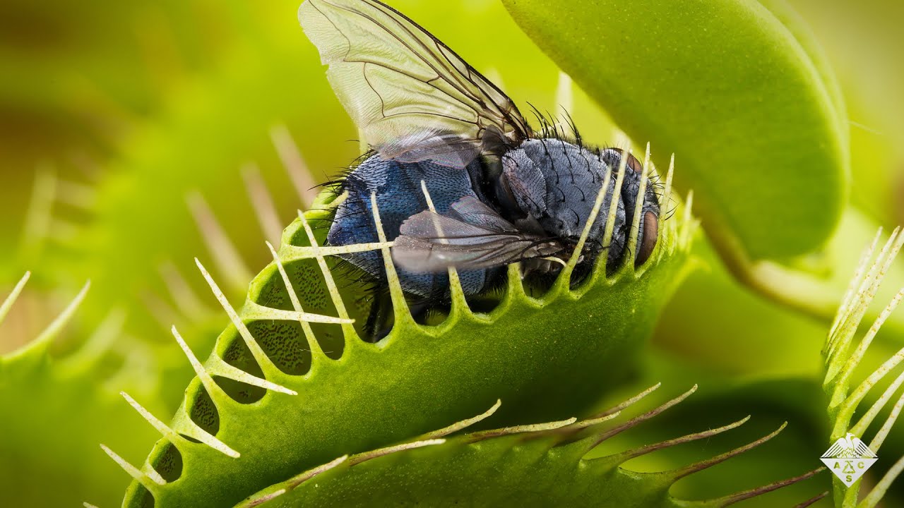 An Intelligent Soft Material That Curls Under Pressure or Expands When Stretched – Headline Science