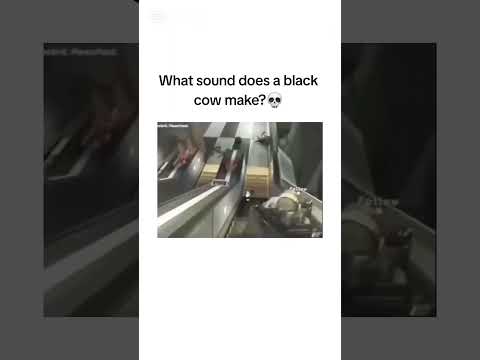 What does a black cow say? #funny #gaming #fail #meme #memes