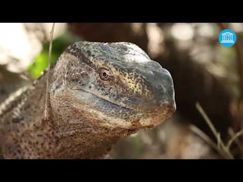 Biosphere reserves: are they about protected areas?