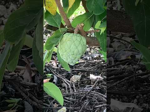 सीताफळ- custard apple | #sitaphal #nature #greenlove #organicfarming #fruit