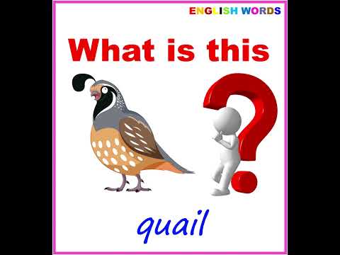 quail Word for Phonics Sounds, Learn Pronunciation of English words || ENGLISH WORDS || 4K