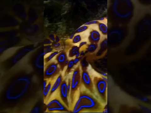Blue-Ringed Octopus' VENOM is 10,000x more toxic than CYANIDE! 😱 | Australia