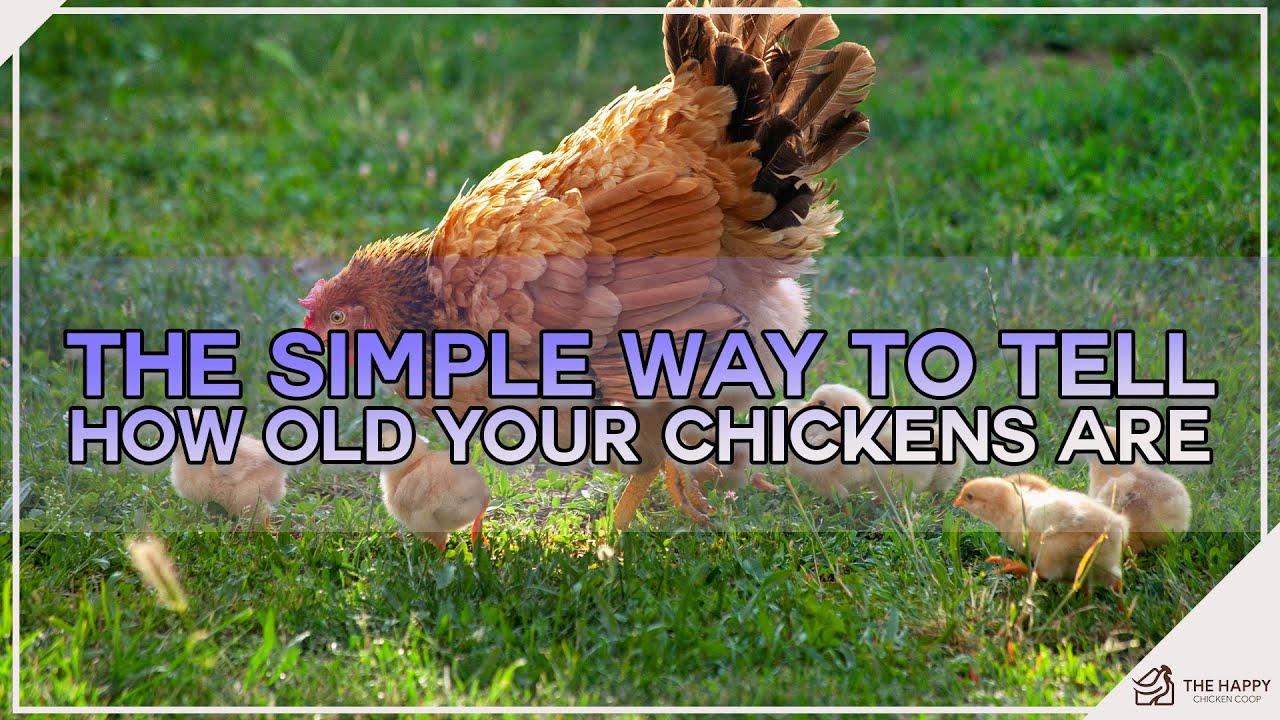 The Simple Way to Tell How Old Your Chickens Are