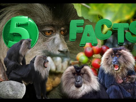 5 Amazing Facts About Lion Tailed Macaques That'll Amaze You! Audio Version #animals #learning