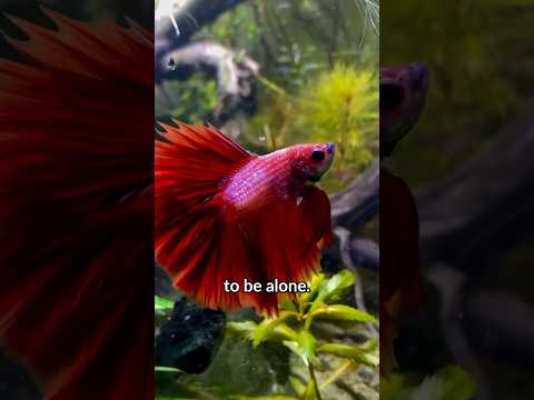 Top 3 BEST Tank Mates For Betta Fish