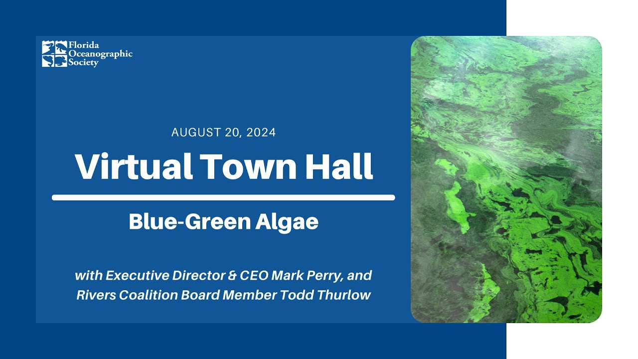 Blue-Green Algae | Virtual Town Hall
