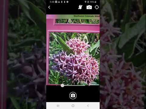 Using Survey123 As a Pollinator Site Steward