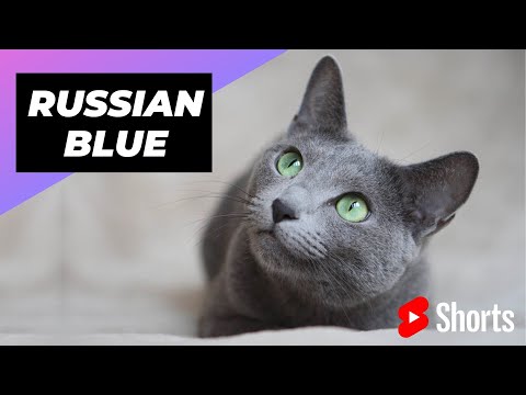 Russian Blue 🐱 One Of The Most Beautiful Cat Breeds In The World #shorts