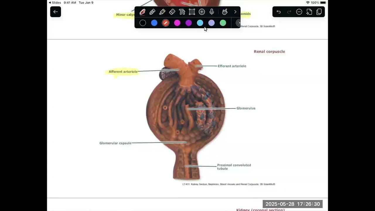 AP2 Lab 9: Urinary System
