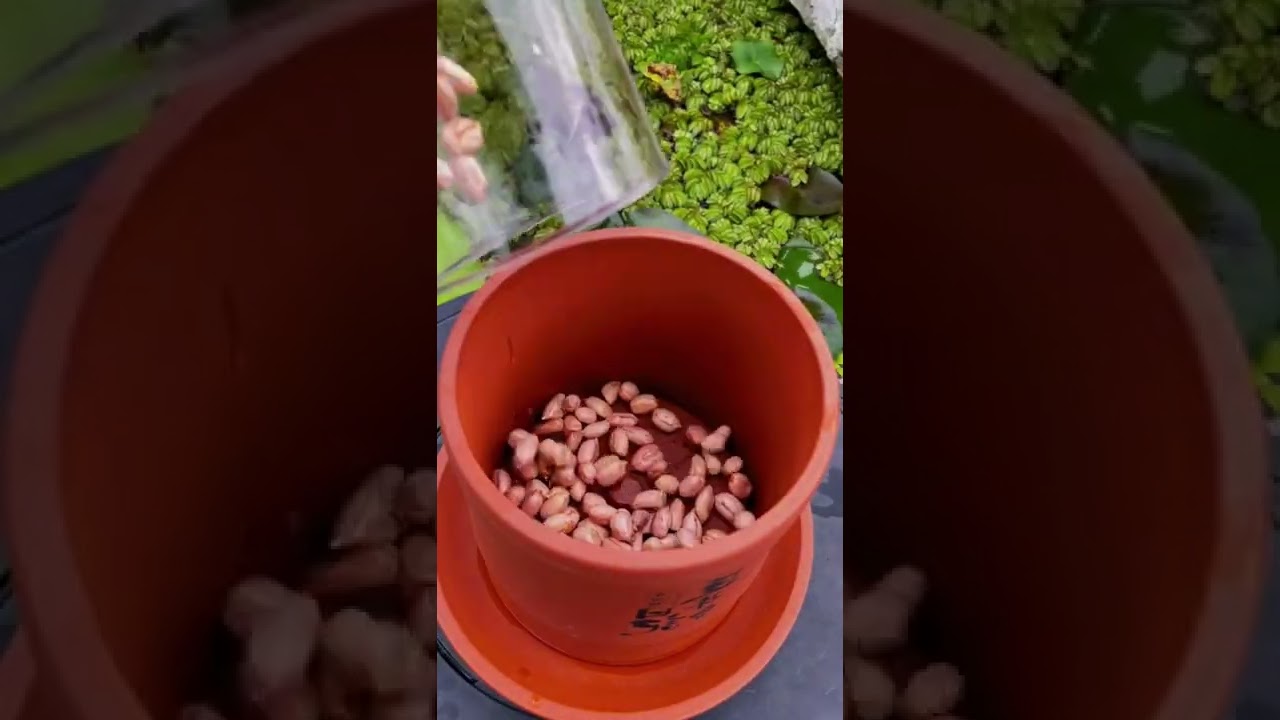 Easy way to grow peanuts at Home