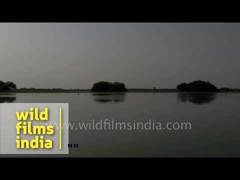 Drifting across the placid waters of Nal Sarovar wetland in Gujarat