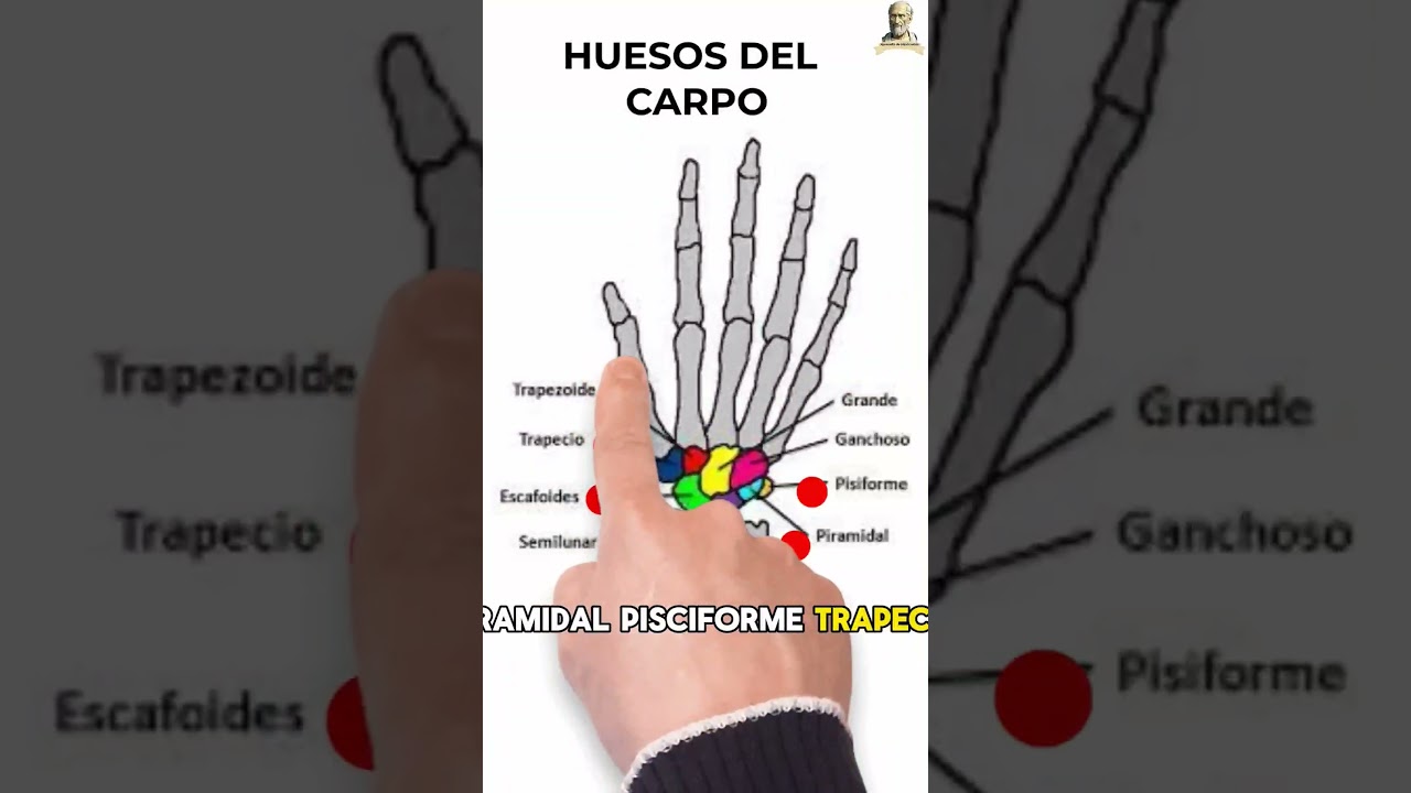 Anatomía osea de la mano 🤚🦴 #anatomia #aprende #medicina #estudiantes