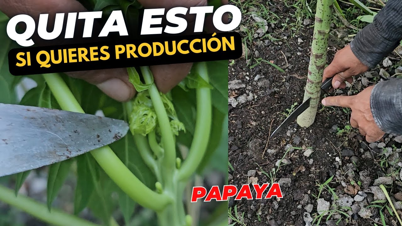 If you layer and remove this from your papaya plant, you will have a beautiful dwarf tree full of...