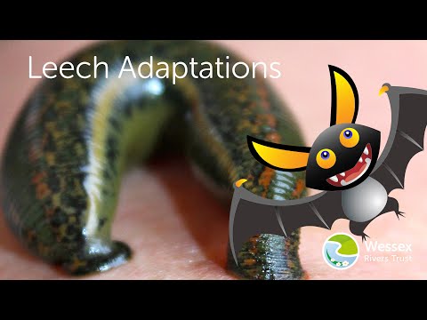 Leech Adaptations - Beneath the Surface