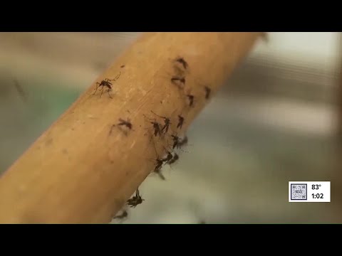 Southern Illinois marks first human case of West Nile virus in the state for 2025