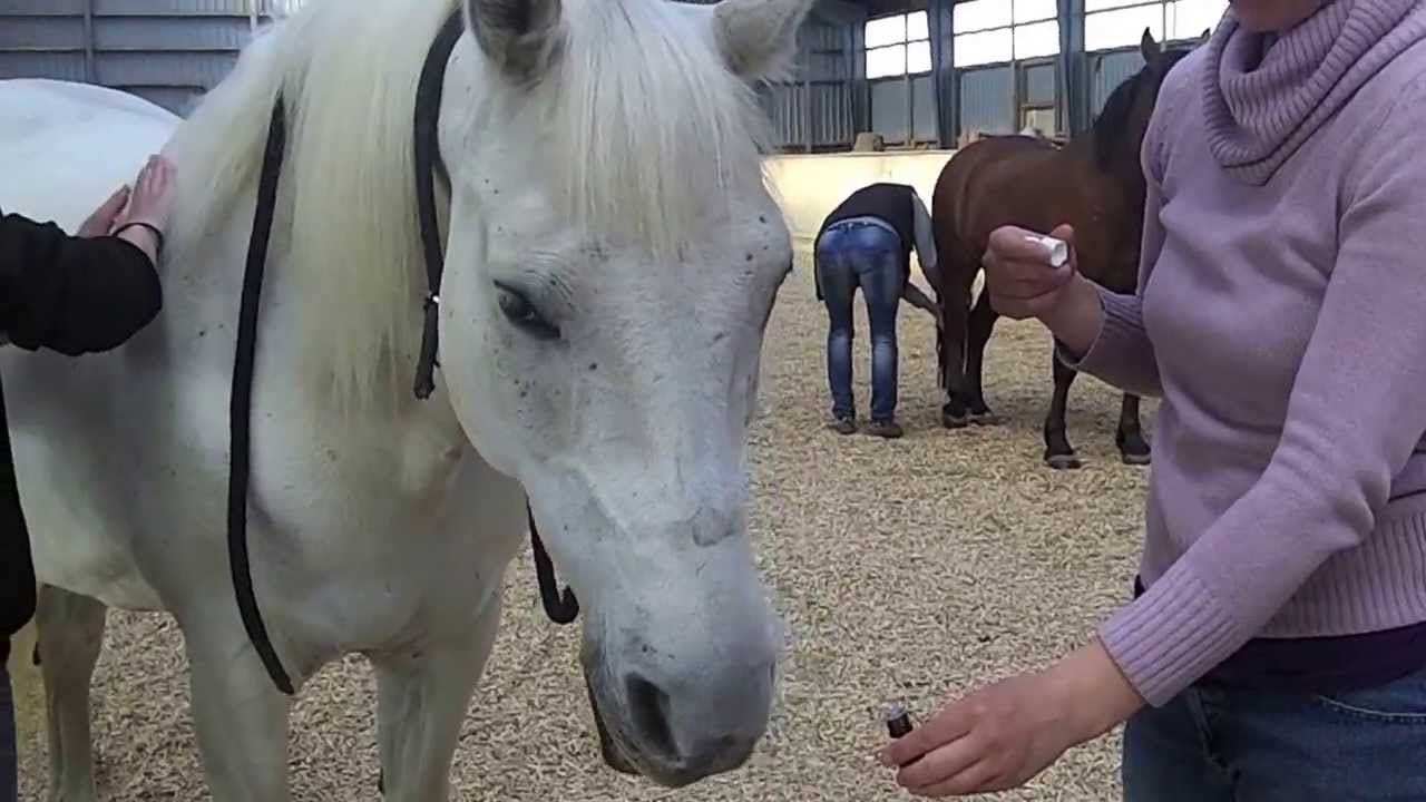 Horses choose aromatherapy oils at Reach Out to Horses' Reiki class