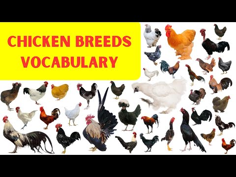 Chicken Breed Names in English with PicturesāCommon Chicken Breeds VocabularyāFancy Hen Names #hens