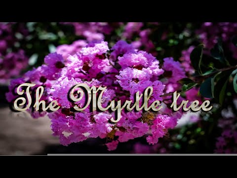 Myrtle tree