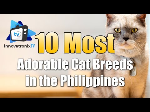 Most Adorable Cat Breeds in the Philippines | TOP 10