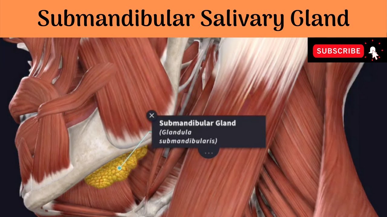 Submandibular Salivary Gland | Parts | Relations | Duct & Relations |Nerve Supply |Clinical anatomy