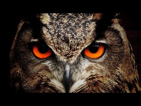 The Most Popular Names for Owlsπ¦π¦π¦