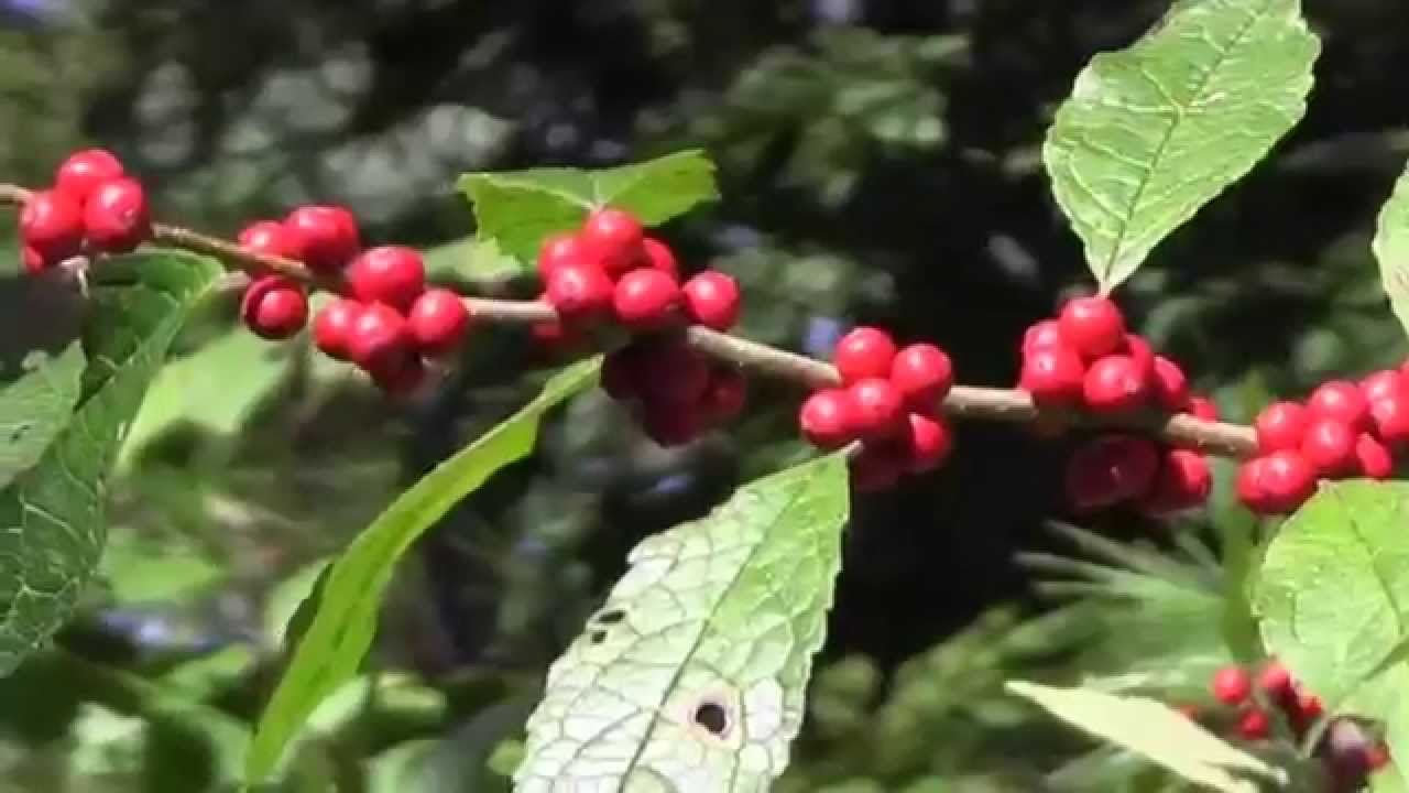 EcoBeneficial Tips: Spotlight on Winterberry