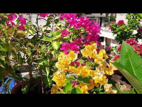 Bougainvillea Plant - Wholesale Price & Mandi Rate for Paper Flower ...