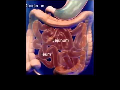 Duodenum, Ileum, Jejunum etc #digestivesystem @doctorsahabji2915 #doctorsahabji2915