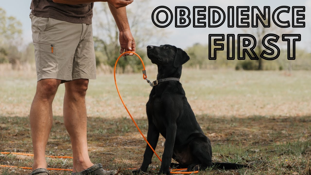 Retriever Training? Do THIS FIRST - BASIC Obedience Training (Video 2)