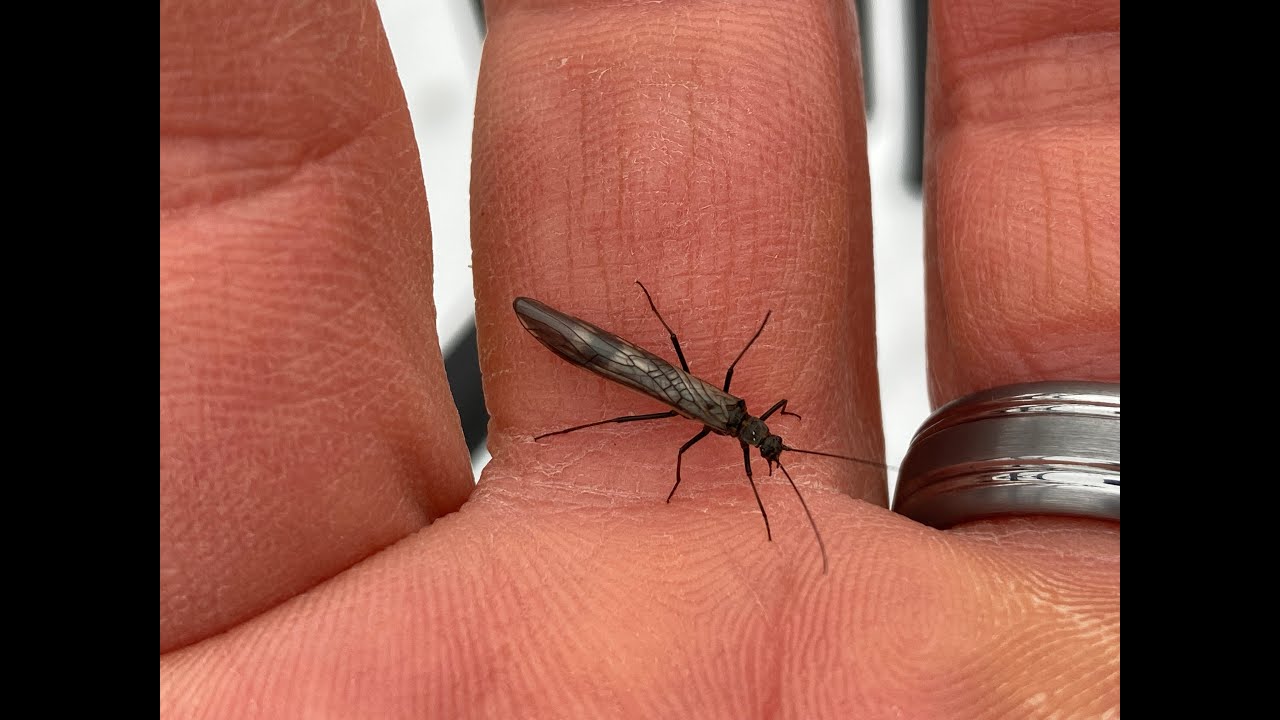 Winter Stonefly Emergence; It’s a party!