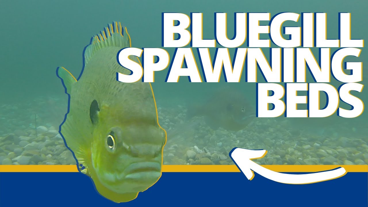 Bluegill Spawning Beds - Pond and Lake Management Tutorial