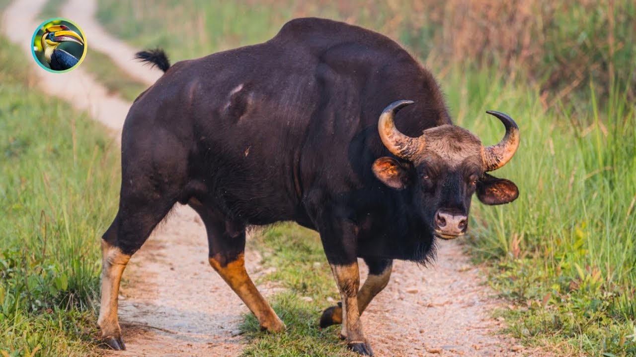 Rainforest Biodiversity of South Asia