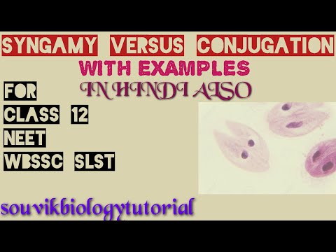 SYNGAMY VERSUS CONJUGATION | DIFFERENCE BETWEEN SYNGAMY & CONJUGATION IN HINDI |SLST & NEET BIOLOGY